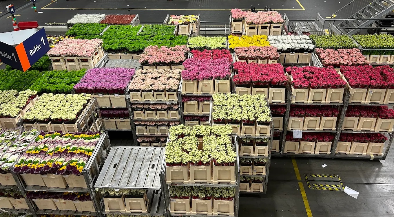 Global Flower Market Faces Price Surge as Ethiopian Production Plummets ...